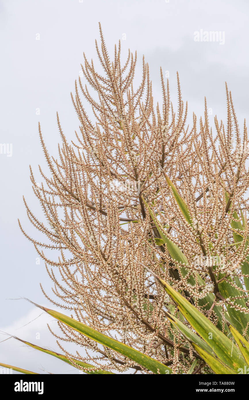 Flowering spikes of Cordyline australis in Cornwall, UK. This plant is ...