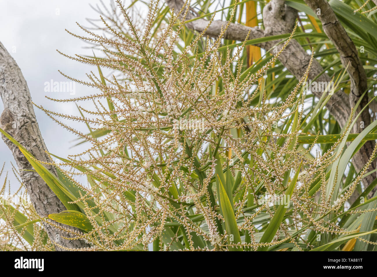Cabbage palm flower hi-res stock photography and images - Alamy