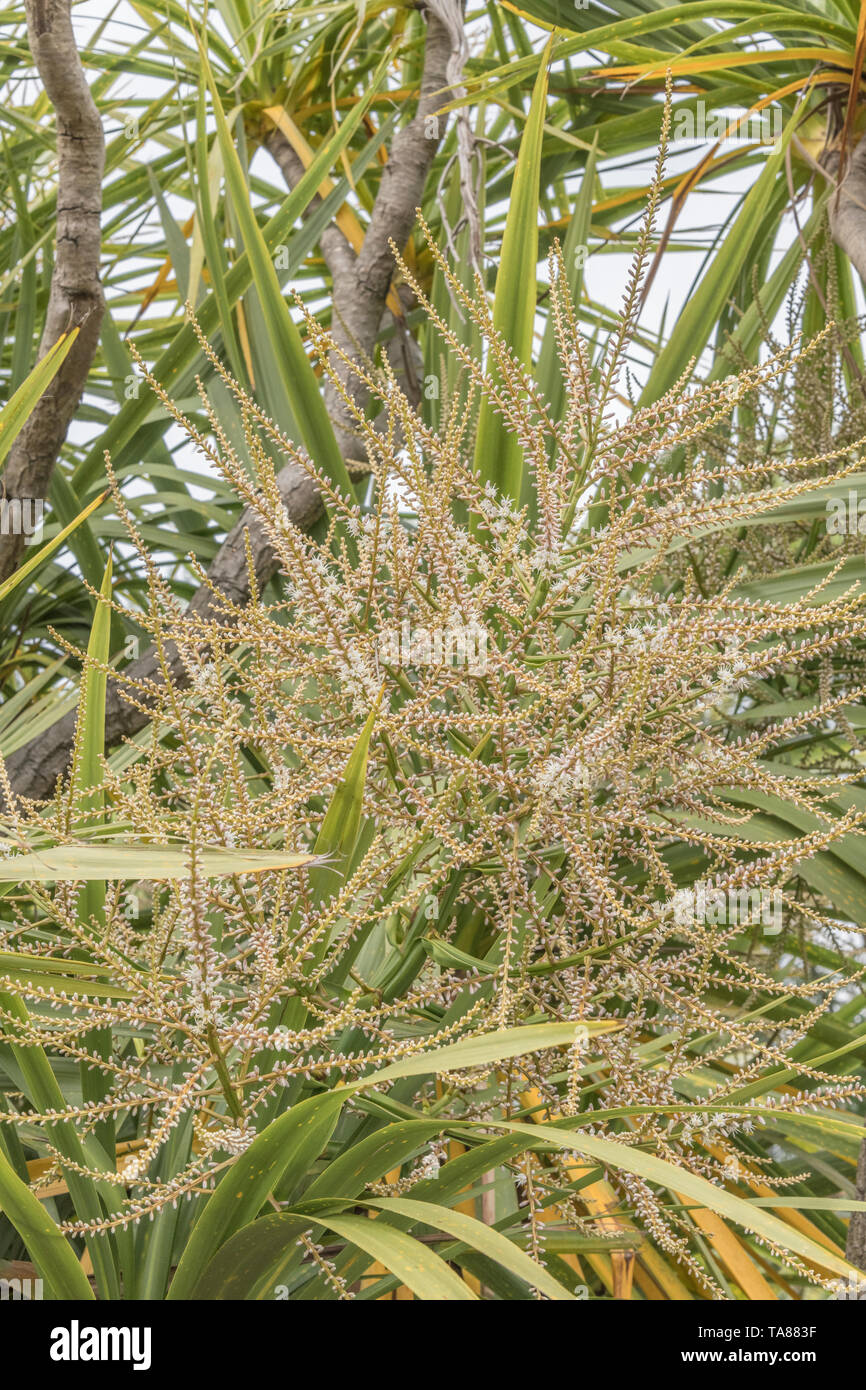 Flowering Spikes High Resolution Stock Photography and Images - Alamy