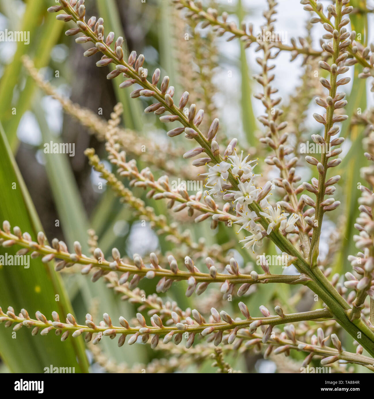 Flowering spikes of Cordyline australis in Cornwall, UK. This plant is ...