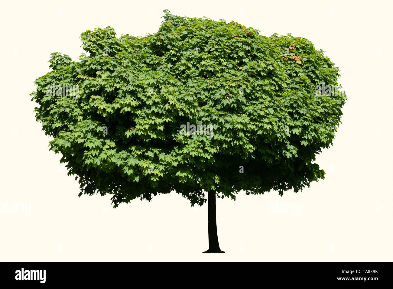 Green tree with lush tree top on the white background Stock Photo - Alamy