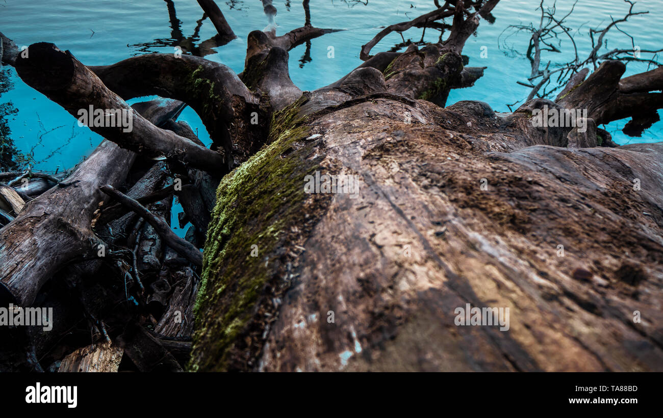 Fell trees texture hi-res stock photography and images - Alamy