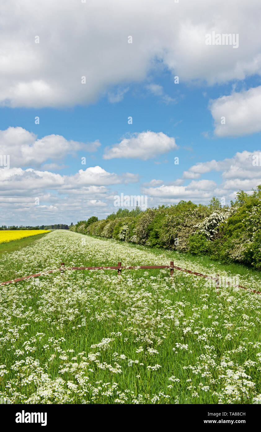 Blacktoft sands, an RSPB nature reserve in East Yorkshire, England UK ...