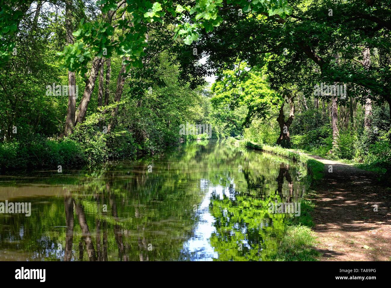 The River Wey navigation canal on a tranquil summers day near Pyrford ...