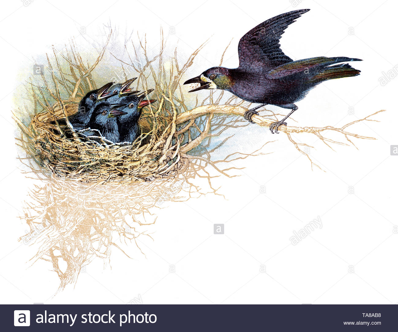 Rooks nest Cut Out Stock Images & Pictures - Alamy