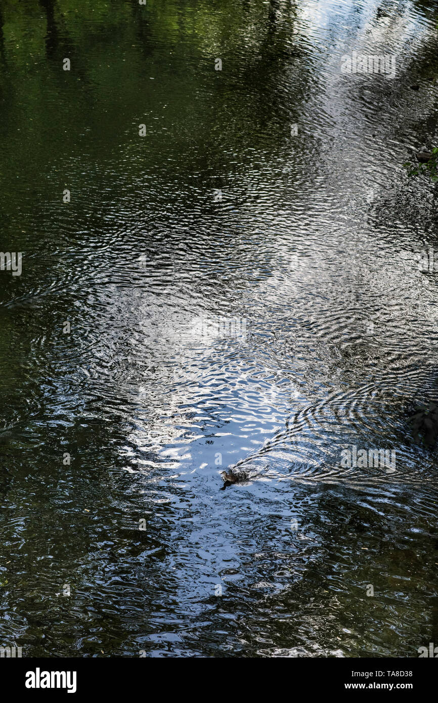 Duck swimming water ripples hi-res stock photography and images - Alamy