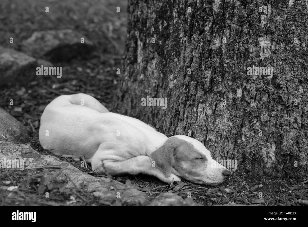 Animal sleeping hi-res stock photography and images - Alamy