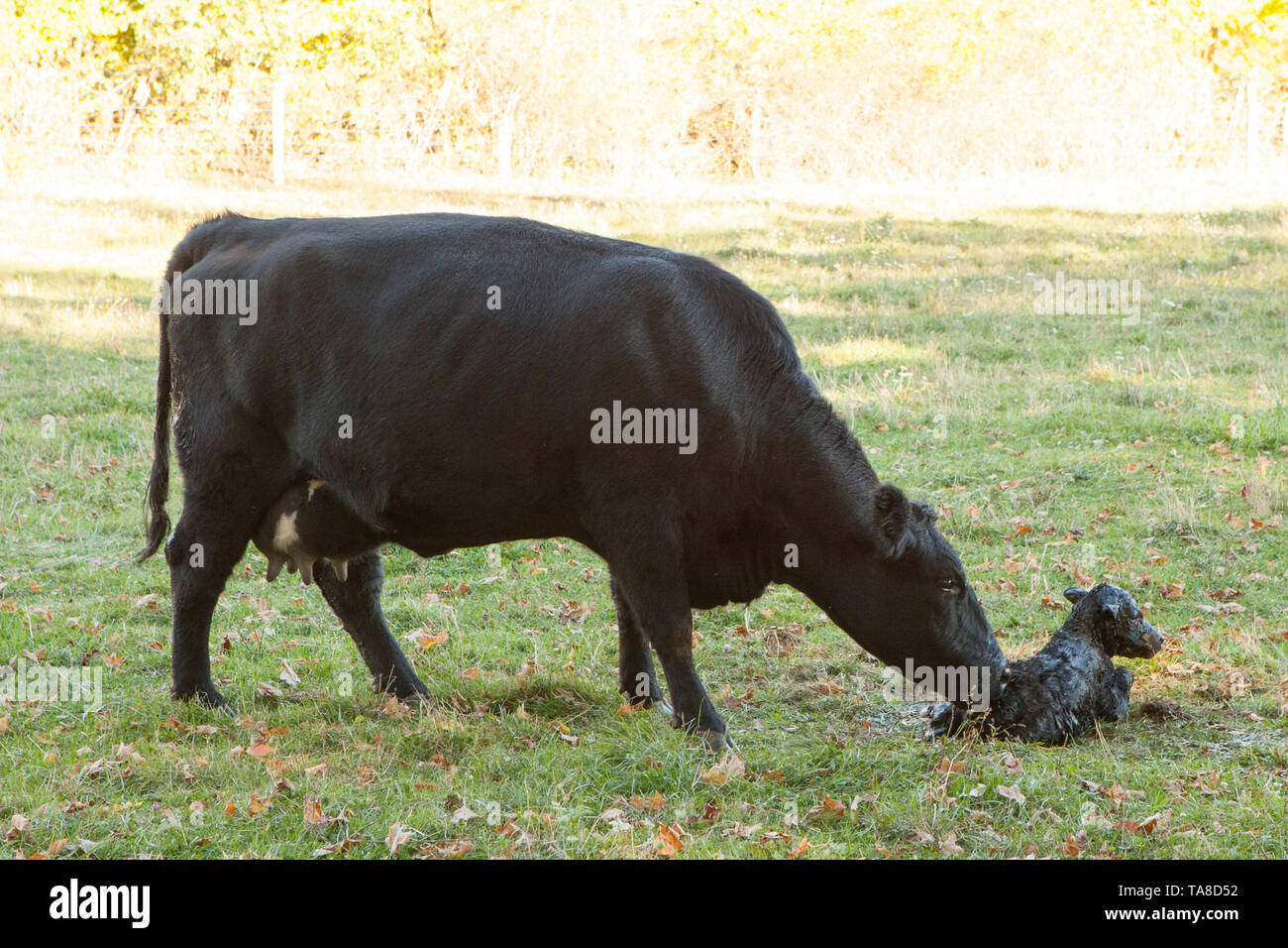 Cow licking her calf hi-res stock photography and images - Alamy