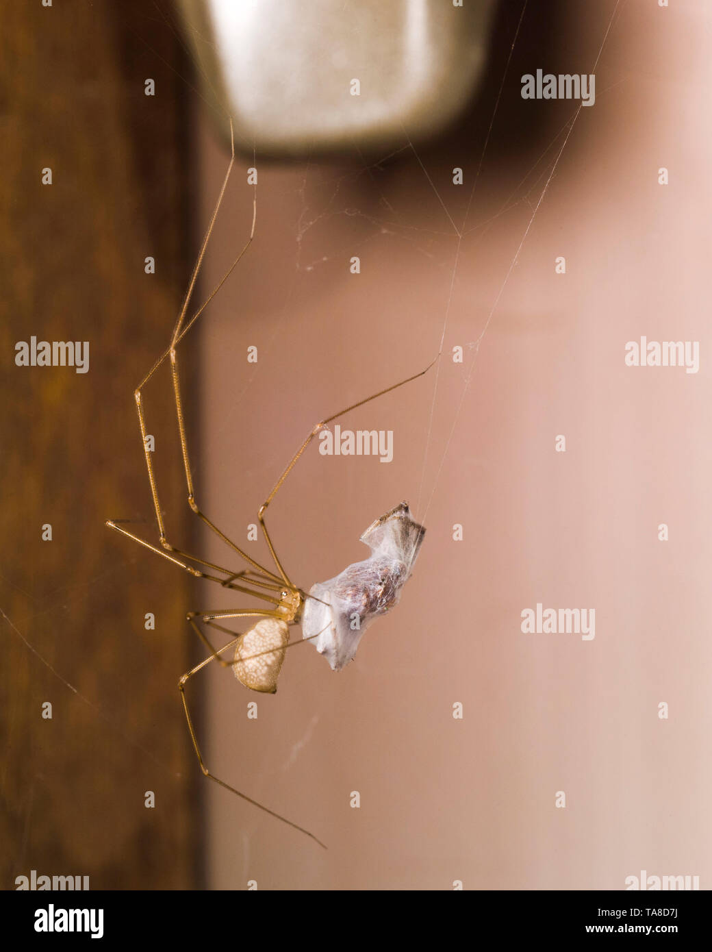 Captured insect hi-res stock photography and images - Alamy