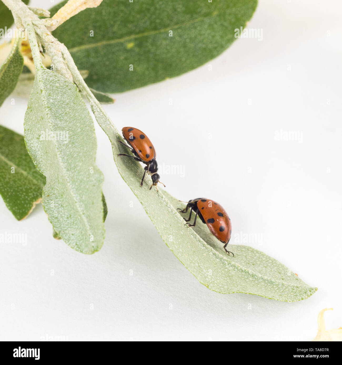 Two Ladybugs on Plant against White Background Stock Photo - Alamy
