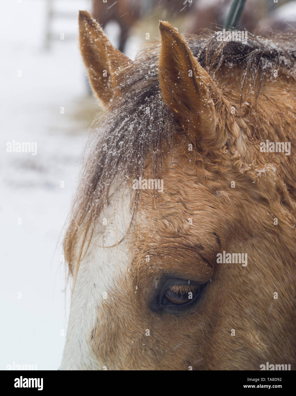 Animal horse head winter hi-res stock photography and images - Alamy