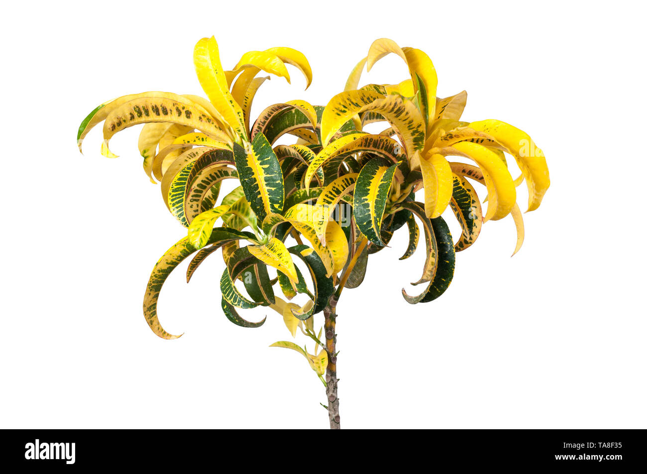 Close up Croton tree isolated on white background, Codiaeum variegatium ...