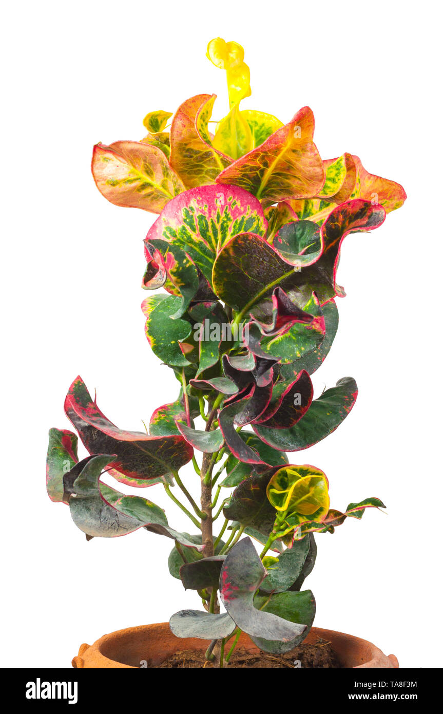 Croton tree hi-res stock photography and images - Alamy