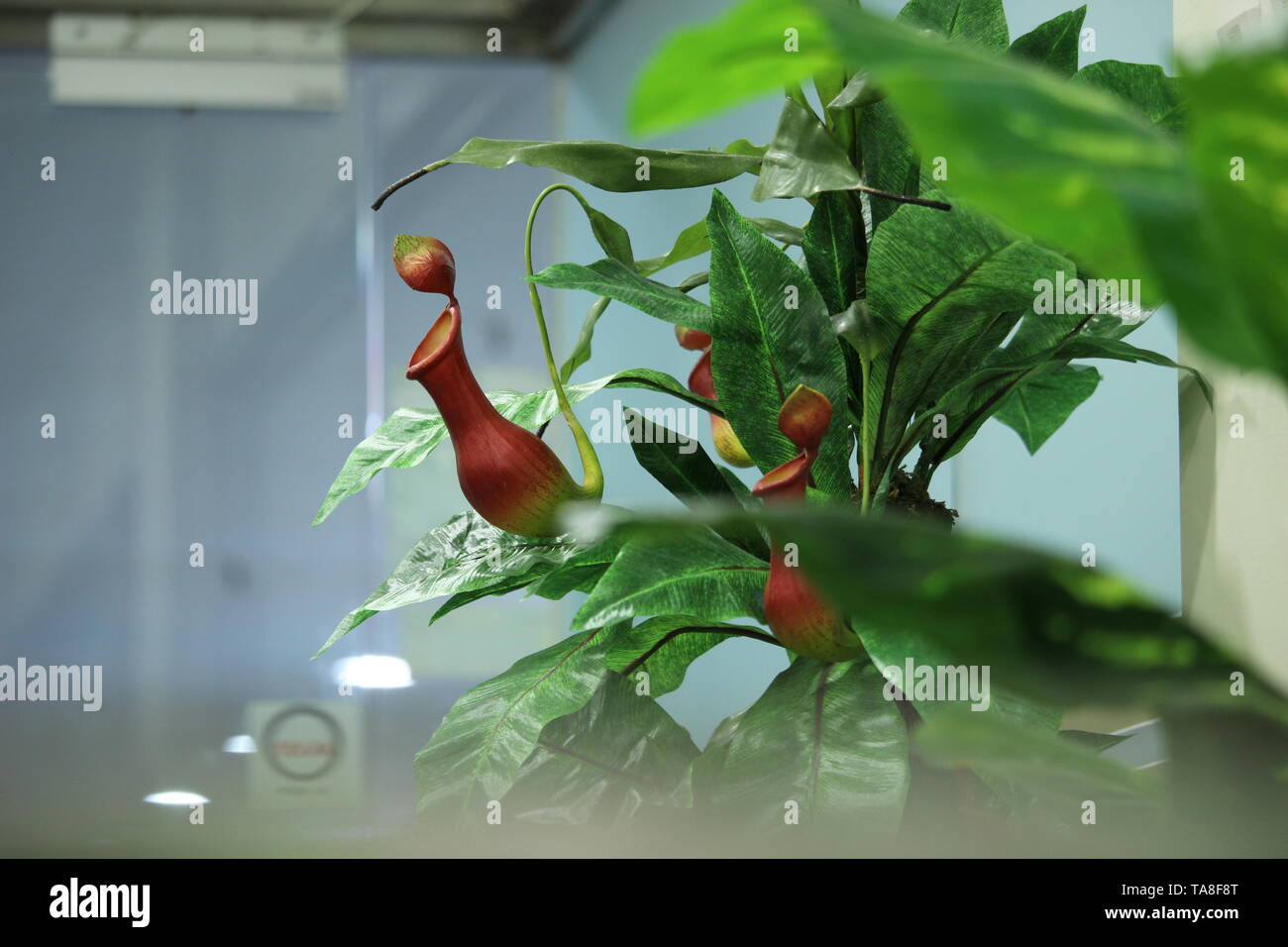 Replika tumbuhan periuk kera hi-res stock photography and images - Alamy