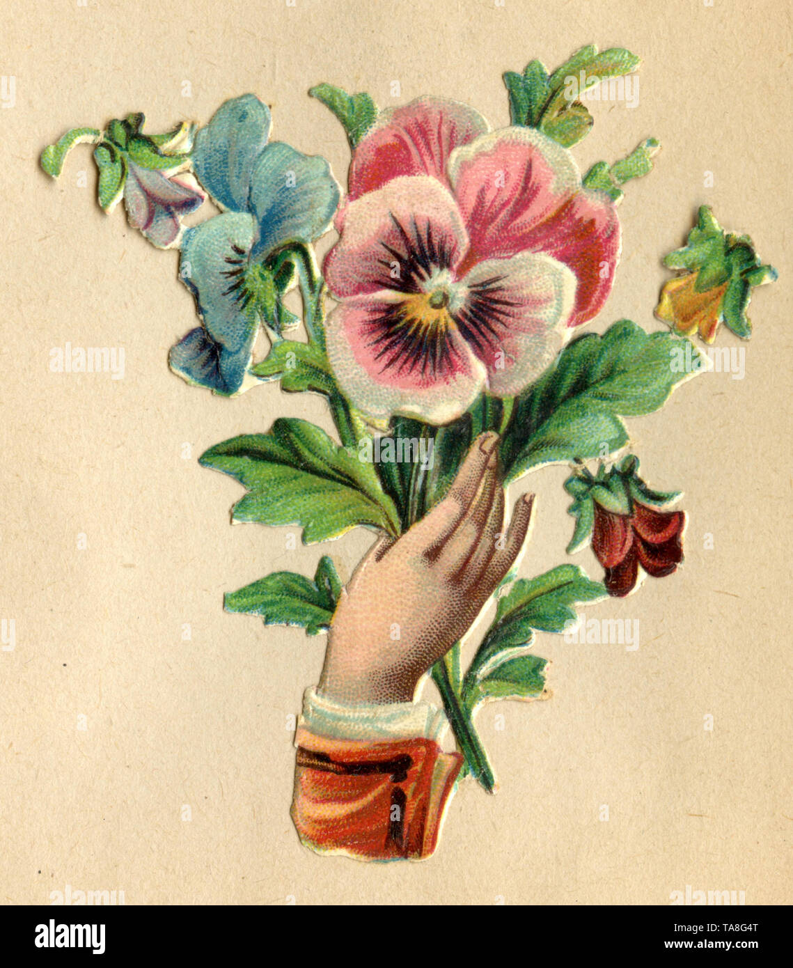 Old picture of pansy hi-res stock photography and images - Alamy