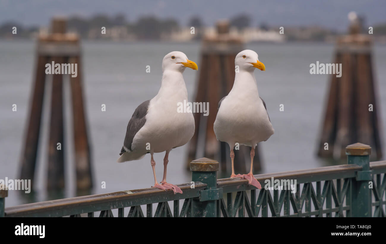Close up portraits of sea gulls on Fisherman's Wharf on the ocean in ...