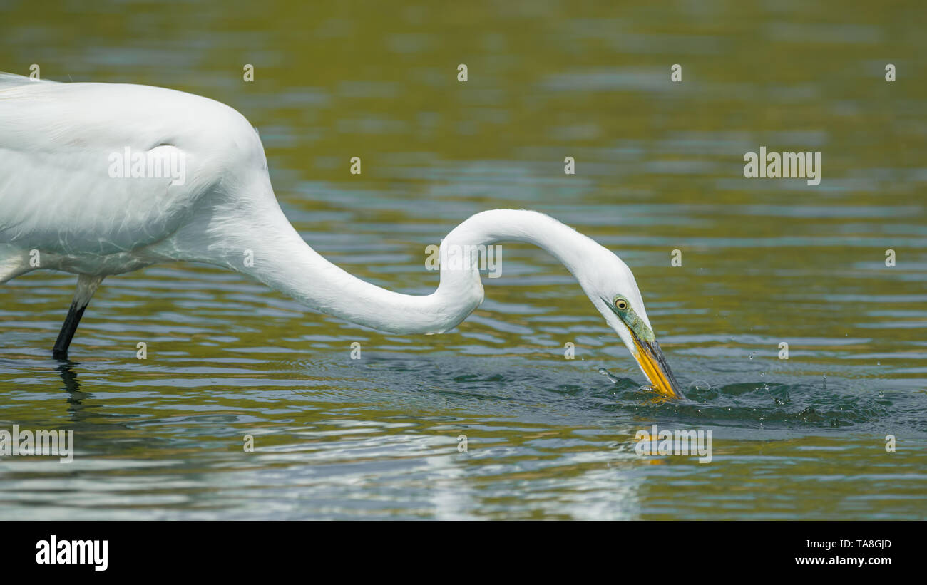 Great egret hunting and eating a in wetlands off the Minnesota River ...