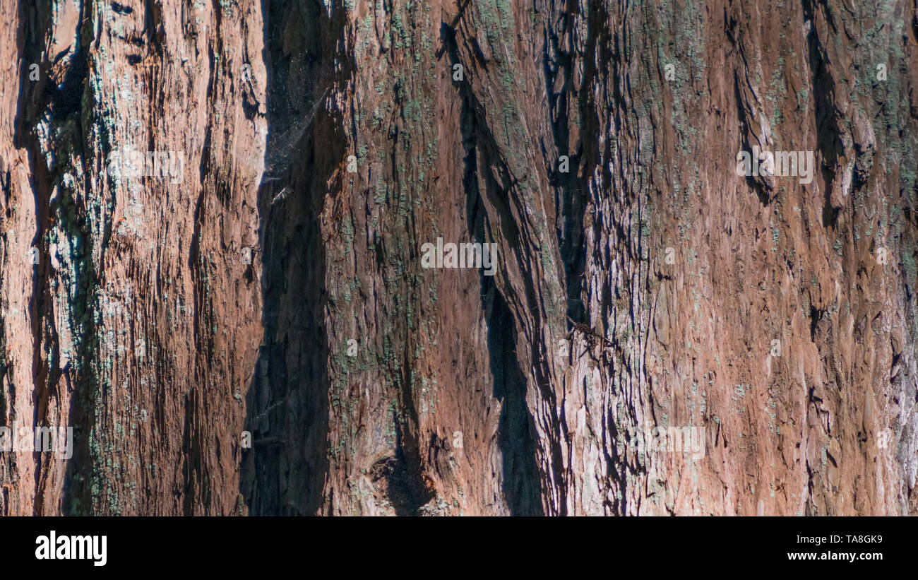 Closeup detail of bark of giant redwood in Armstrong Redwoods State ...