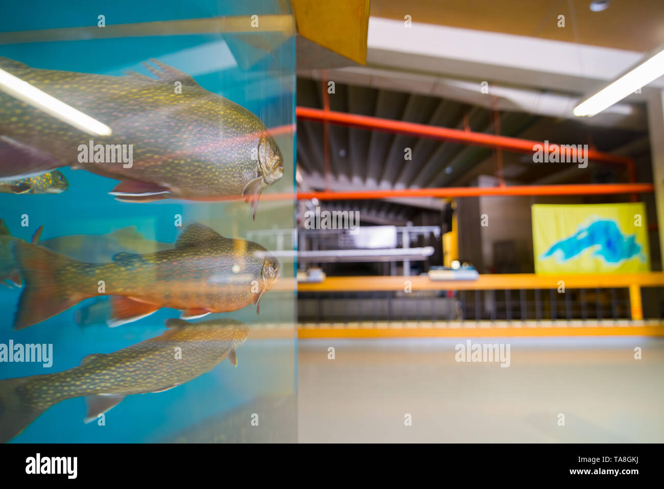 Big trout wisconsin hi-res stock photography and images - Alamy