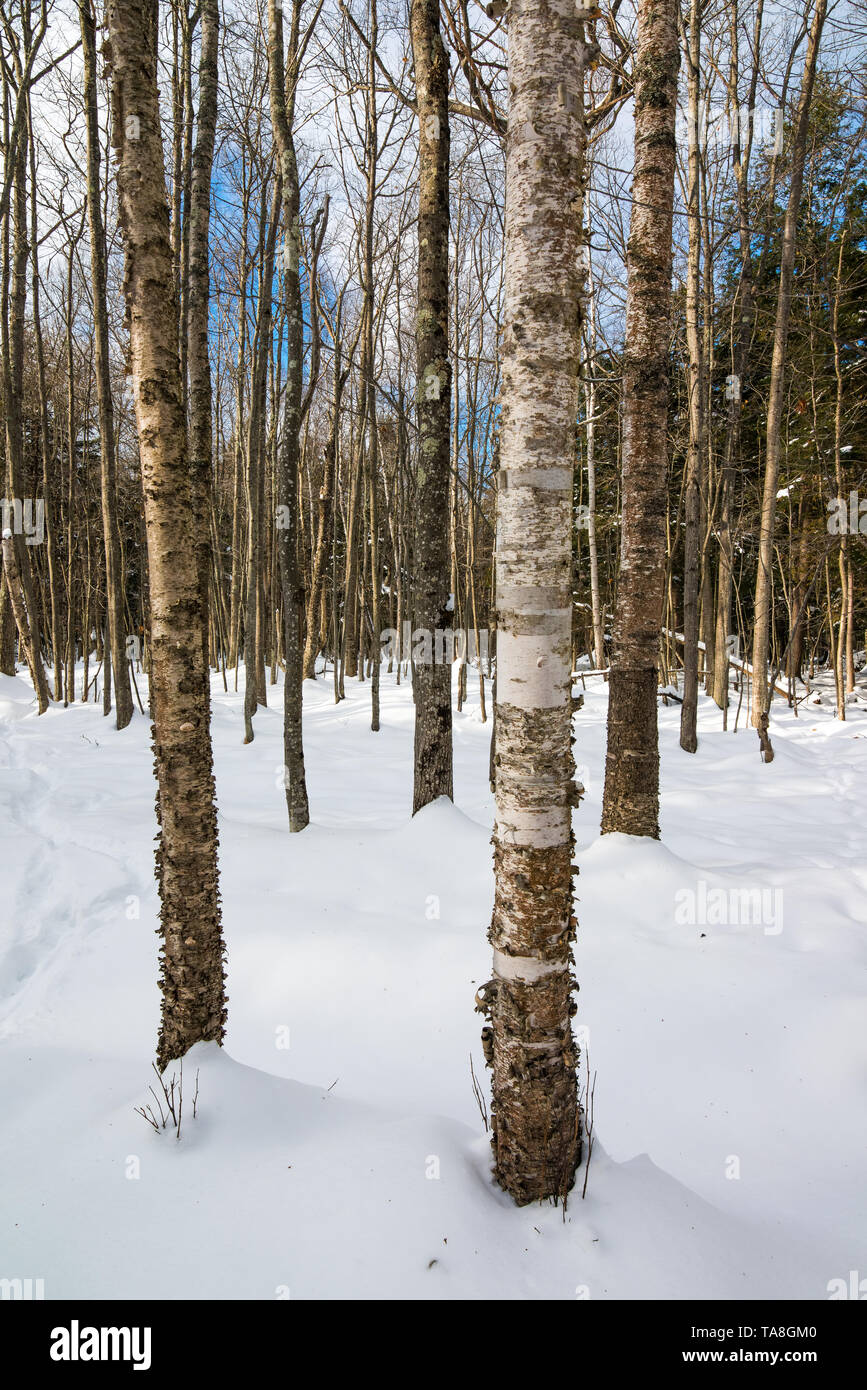 Birch deciduous tree forest in the snow at Big Bay State Park on ...