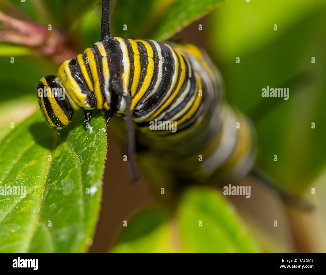 Milkweed leaves hi-res stock photography and images - Alamy