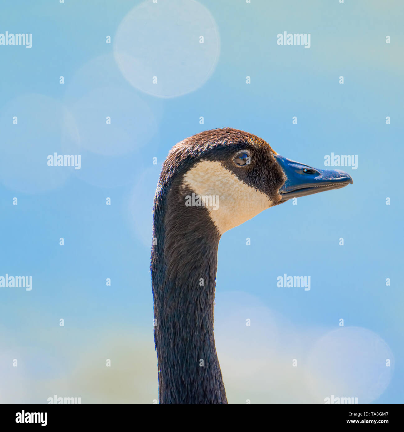 Closeup detailed portrait of a Canada goose with vivid blue waters with ...
