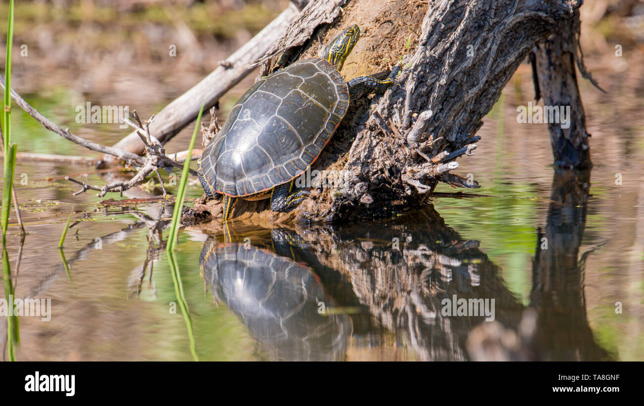 Painted turtle on log hi-res stock photography and images - Alamy