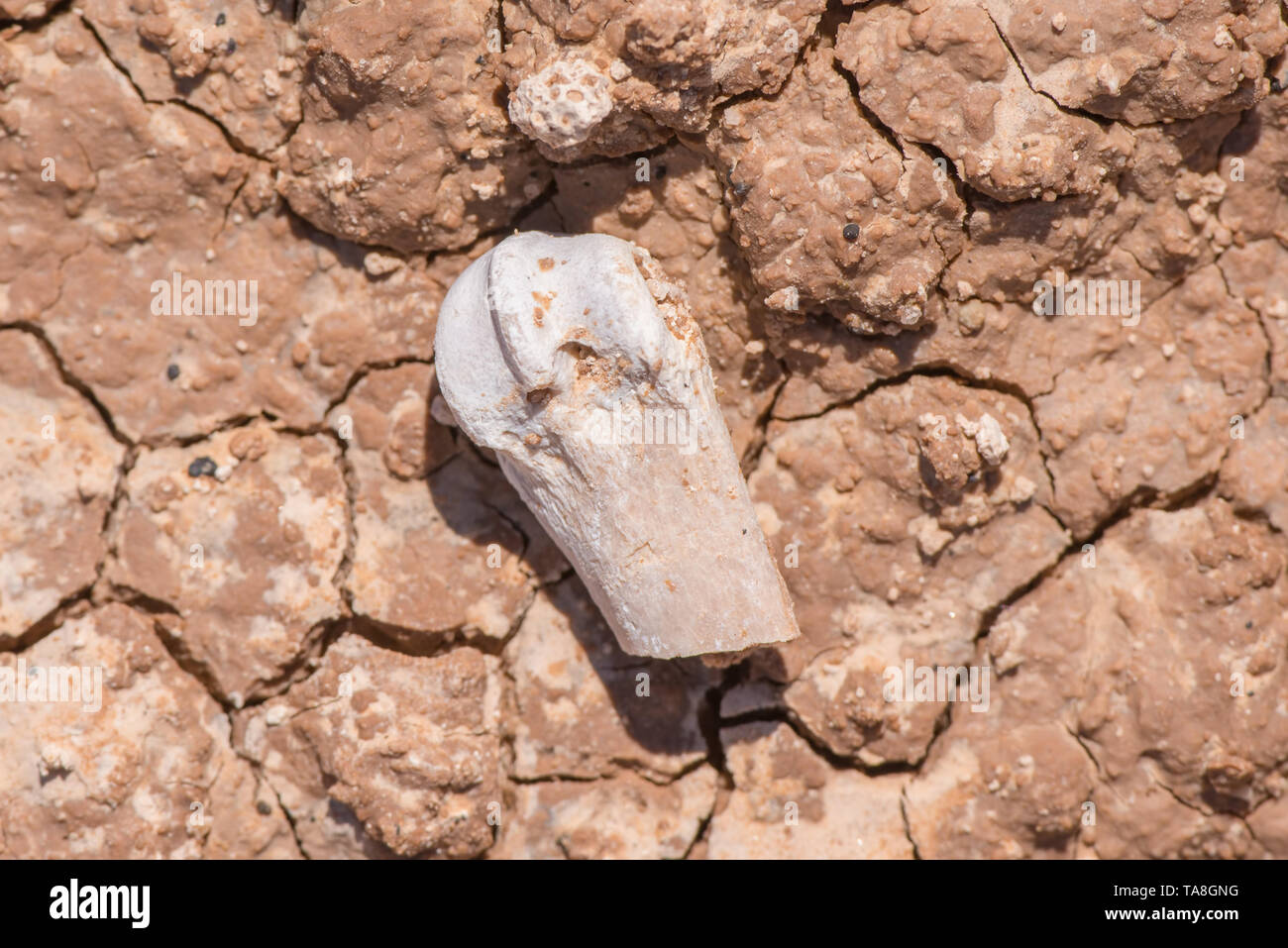 Beautiful patterns created in the dried mud / rock with a fossil now ...