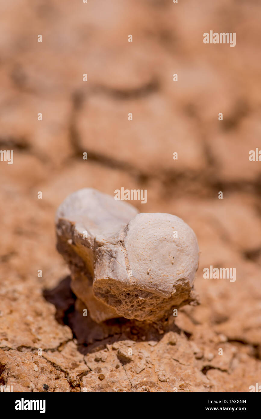 Beautiful patterns created in the dried mud / rock with a fossil now ...