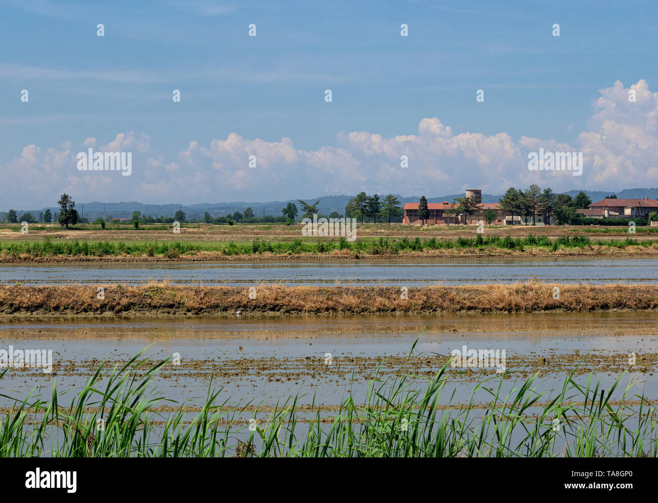 Rice paddy italy hi-res stock photography and images - Alamy
