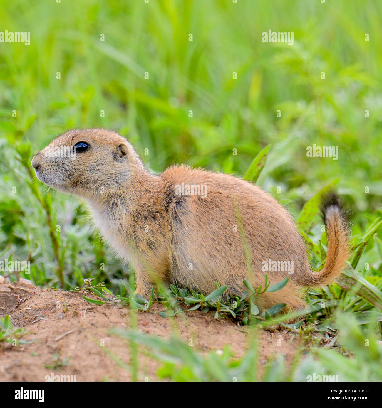 Closeup portrait of a very cute, furry, and expressive prairie dog in ...
