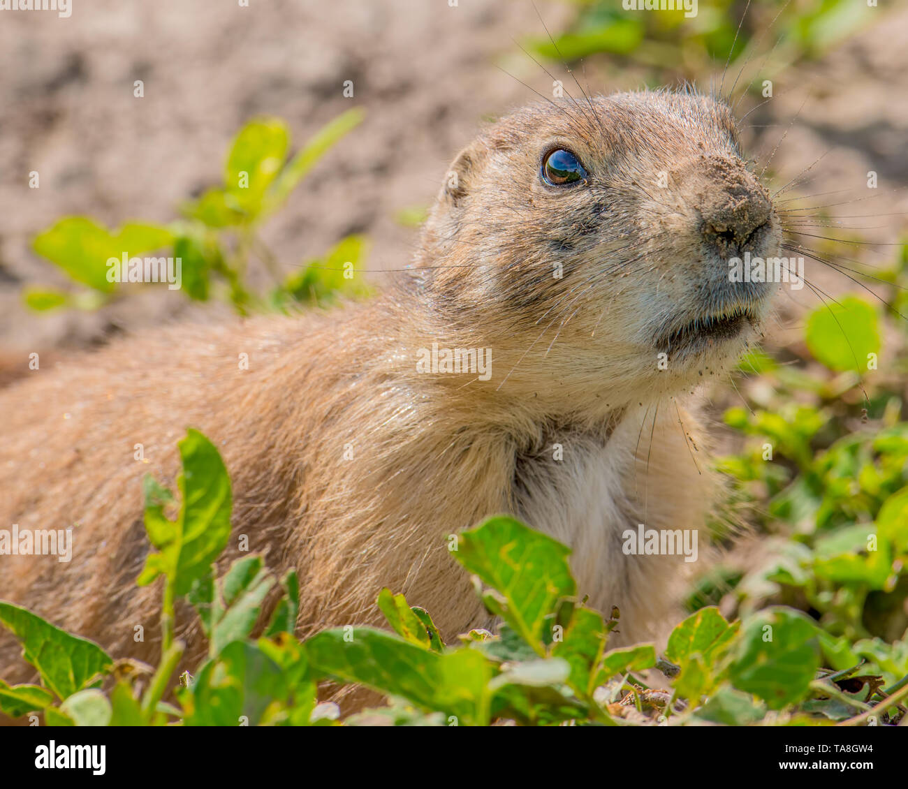 Closeup portrait of a very cute, furry, and expressive prairie dog in ...