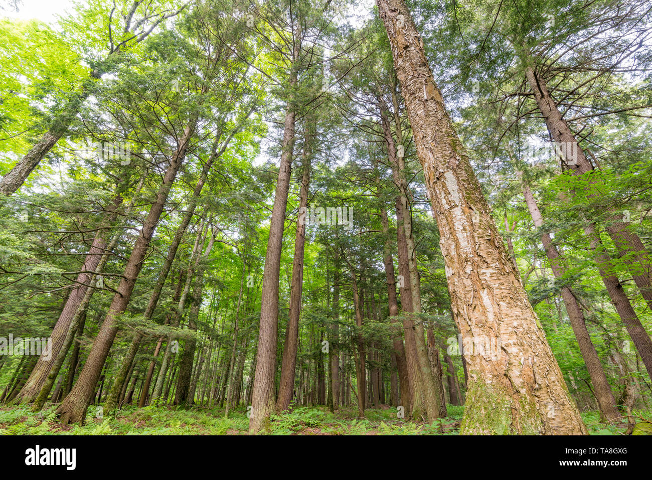 Deciduous tree forest with green leaves in the Porcupine Mountains ...