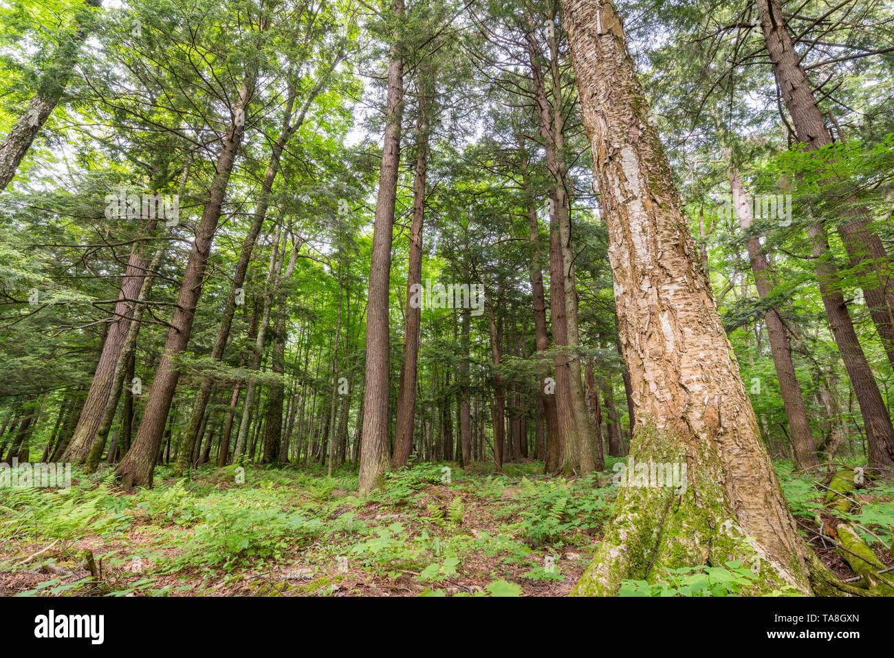 Porcupine mountains wilderness state park hi-res stock photography and ...