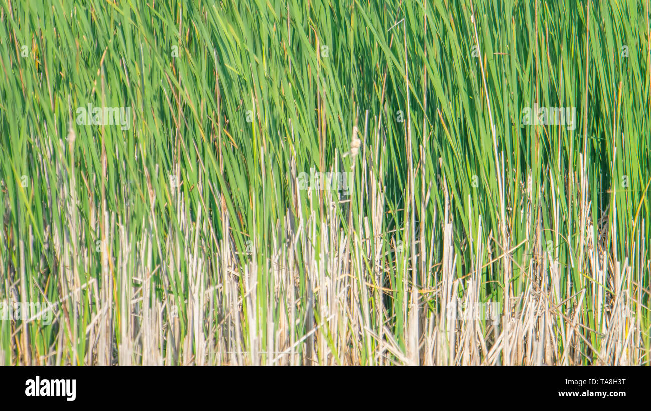 Beautiful nature background of green and brown reeds / grasses flowing ...
