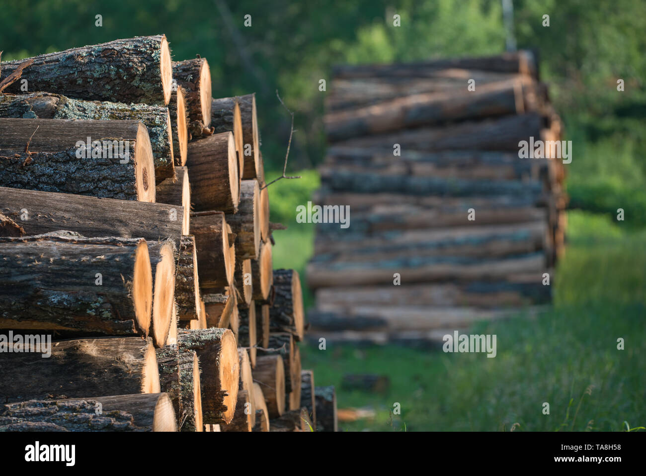Piles of stacked logged trees from Governor Knowles State Forest in ...