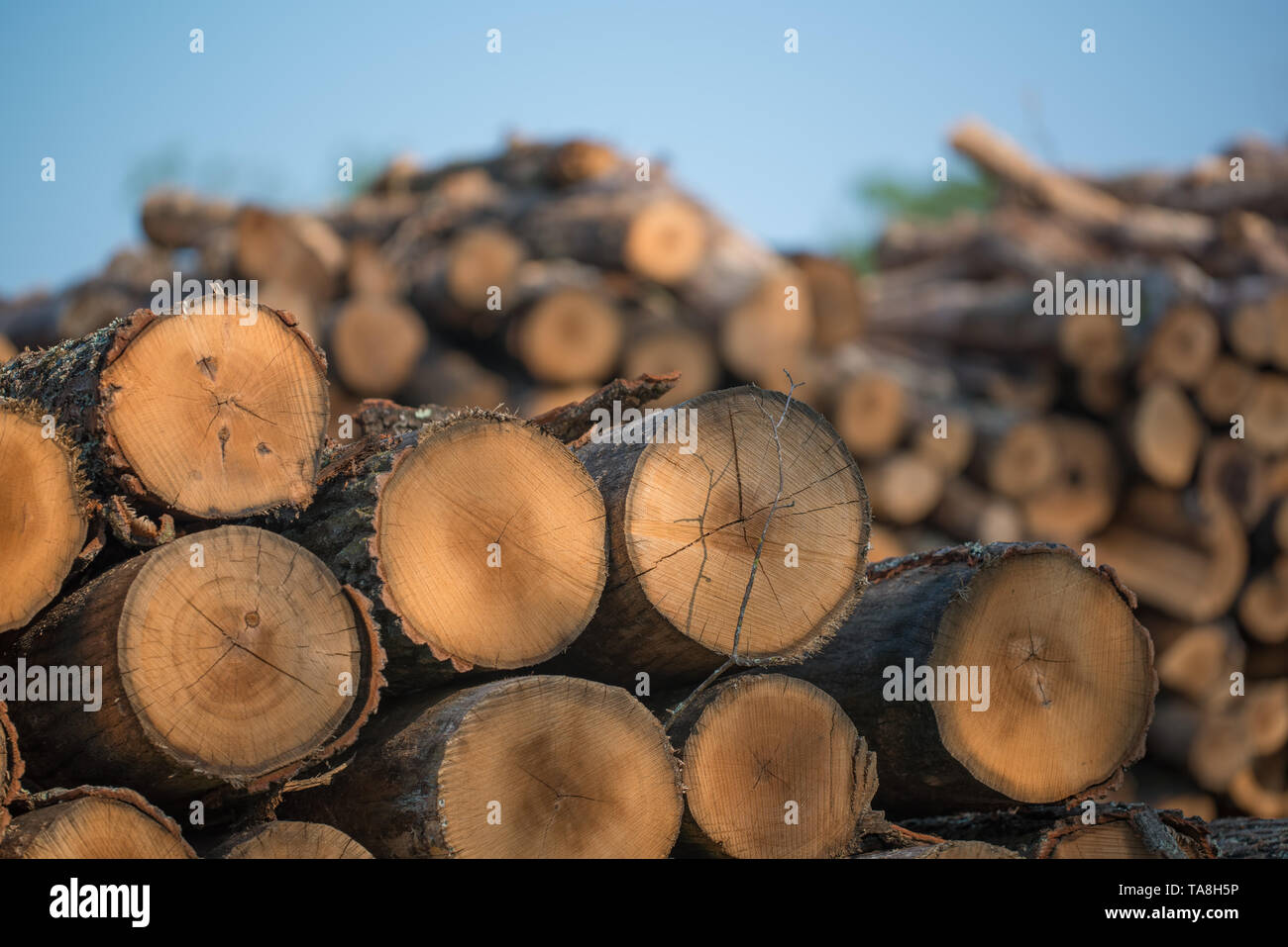 Piles of stacked logged trees from Governor Knowles State Forest in ...