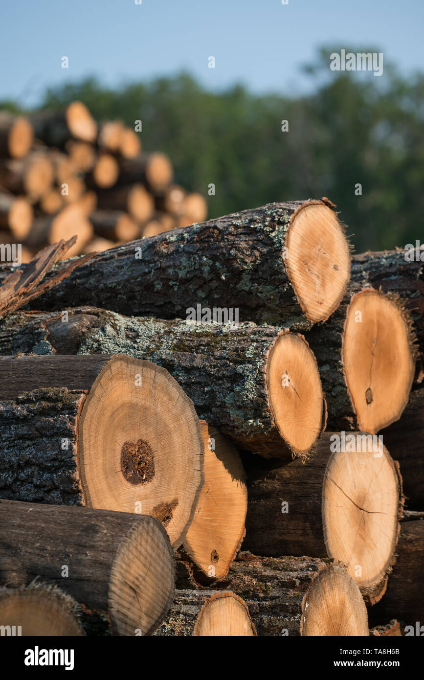 Piles of stacked logged trees from Governor Knowles State Forest in ...