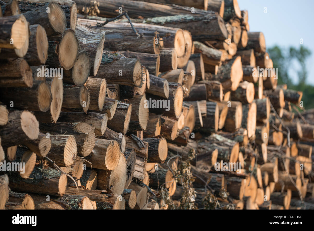 Piles of stacked logged trees from Governor Knowles State Forest in ...