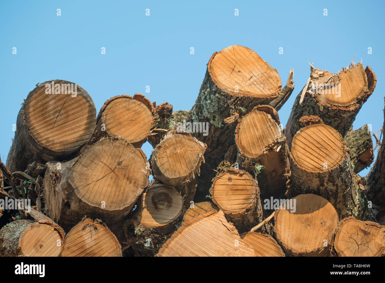 Piles of stacked logged trees from Governor Knowles State Forest in ...