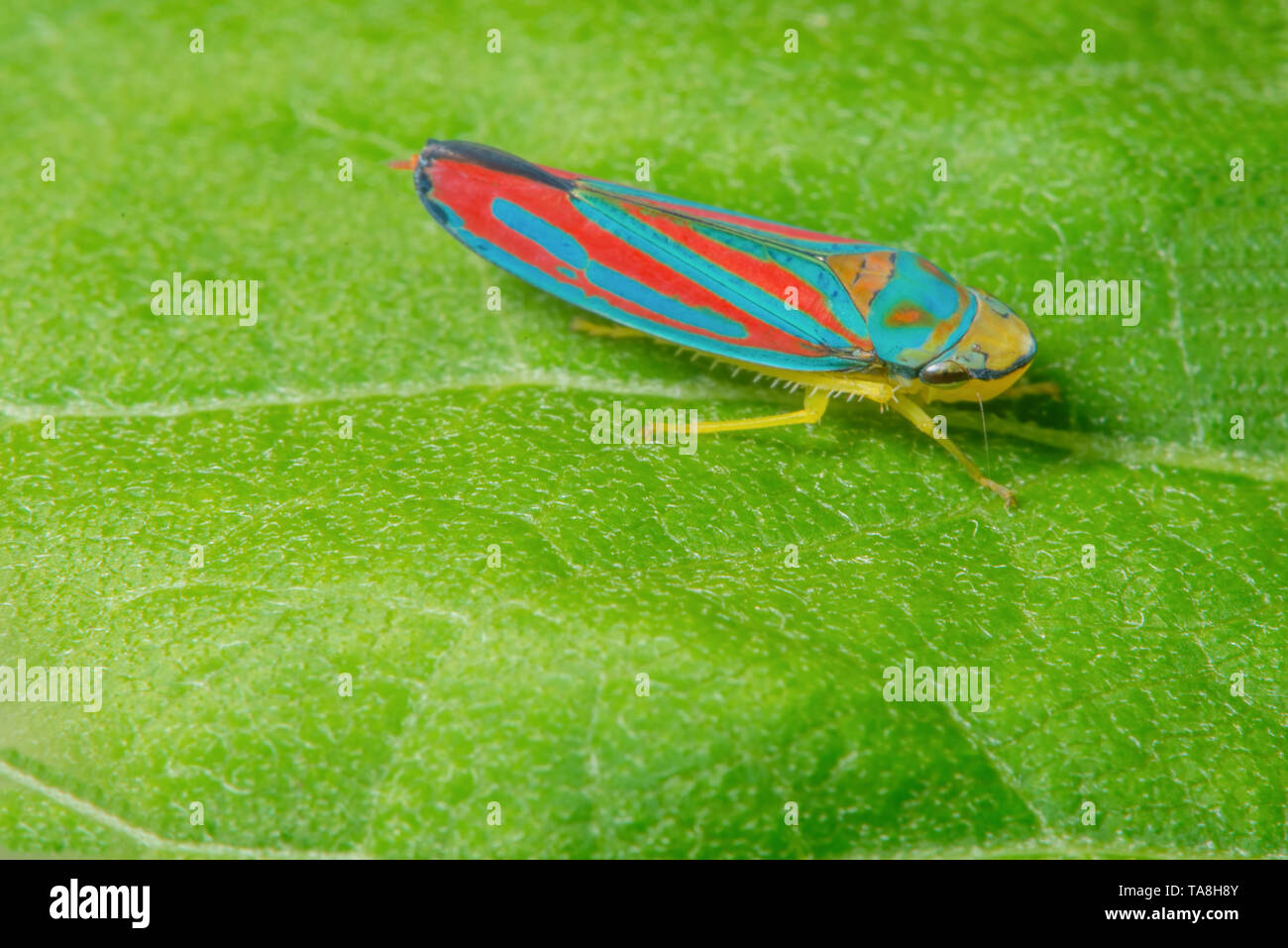 Detailed macro of candy-striped leafhopper on green leaf - vivid blue ...