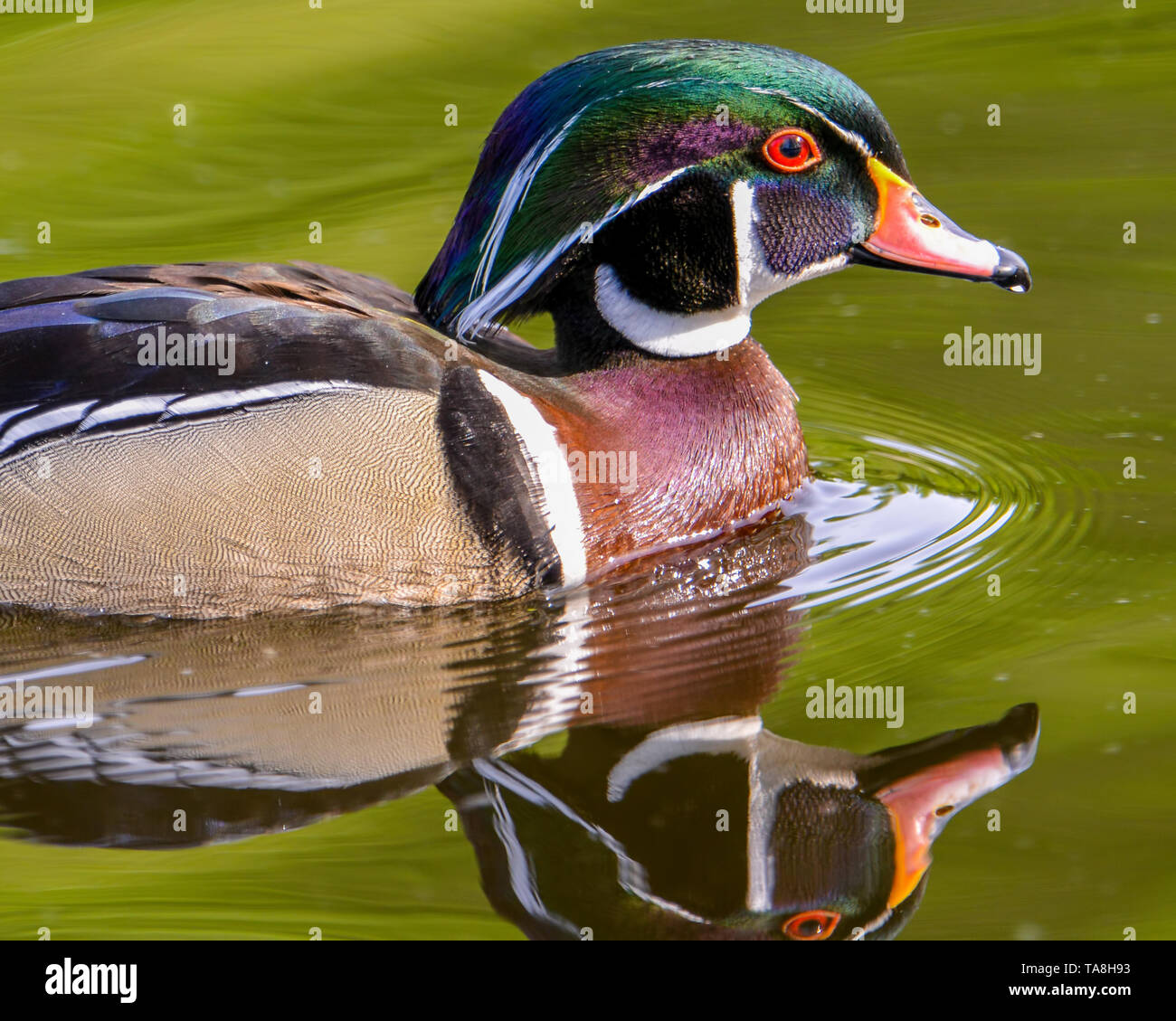 Colorful male wood duck swimming in lake with duck reflection on water ...