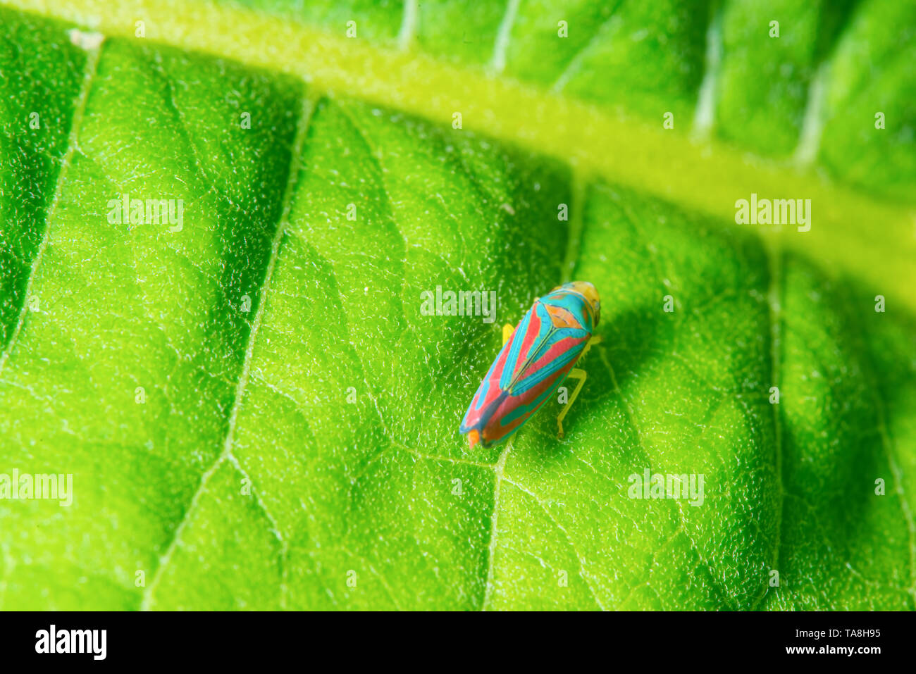 Red And Blue Leafhopper High Resolution Stock Photography and Images ...