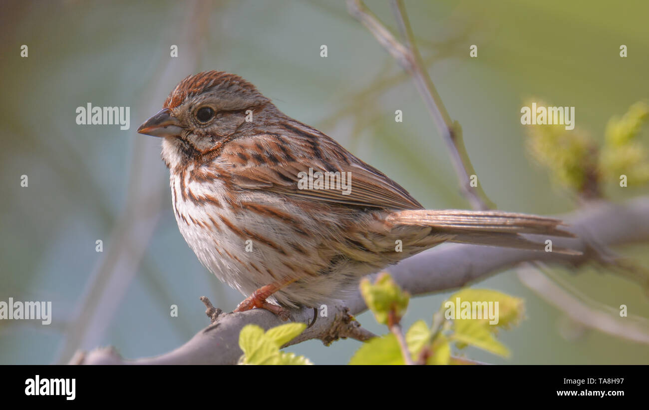 Sparrow species hi-res stock photography and images - Alamy