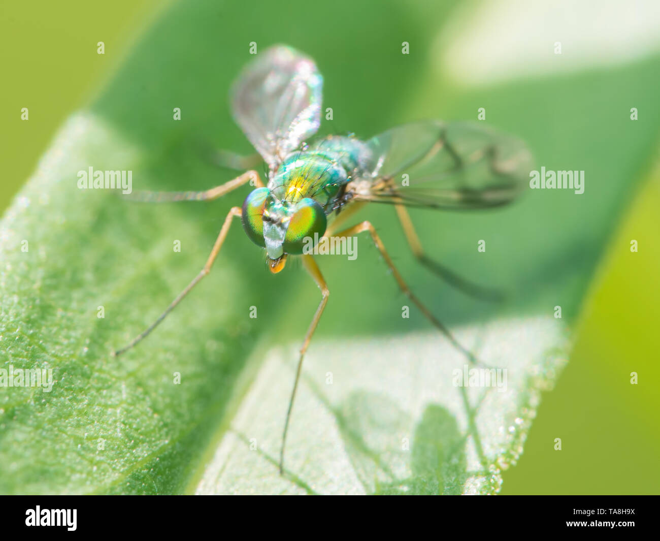Fly species on a leaf - great detail of face and compound eyes - taken ...