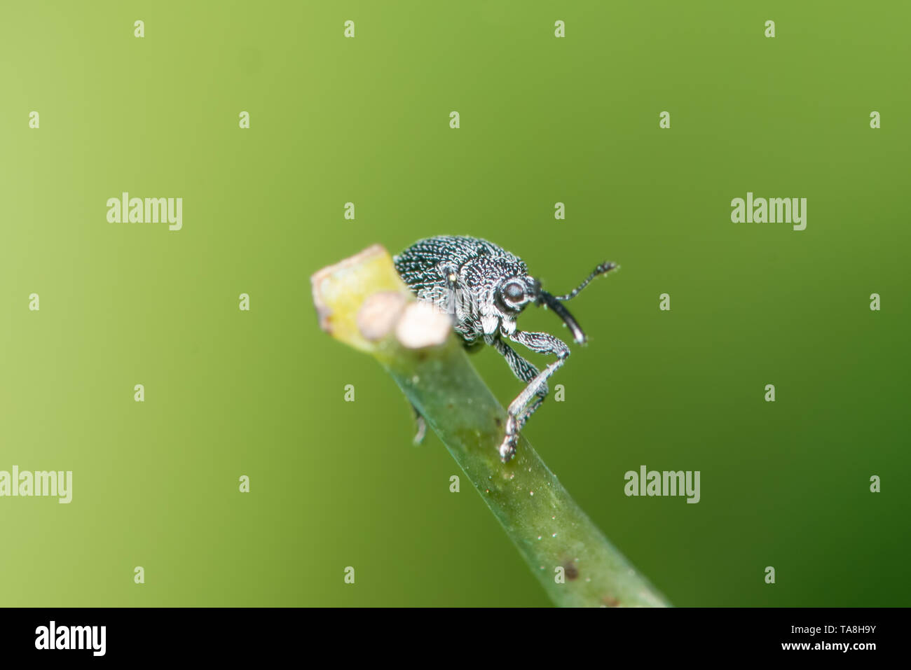 Closeup portrait of a weevil species in Theodore Wirth Park - Minnesota ...