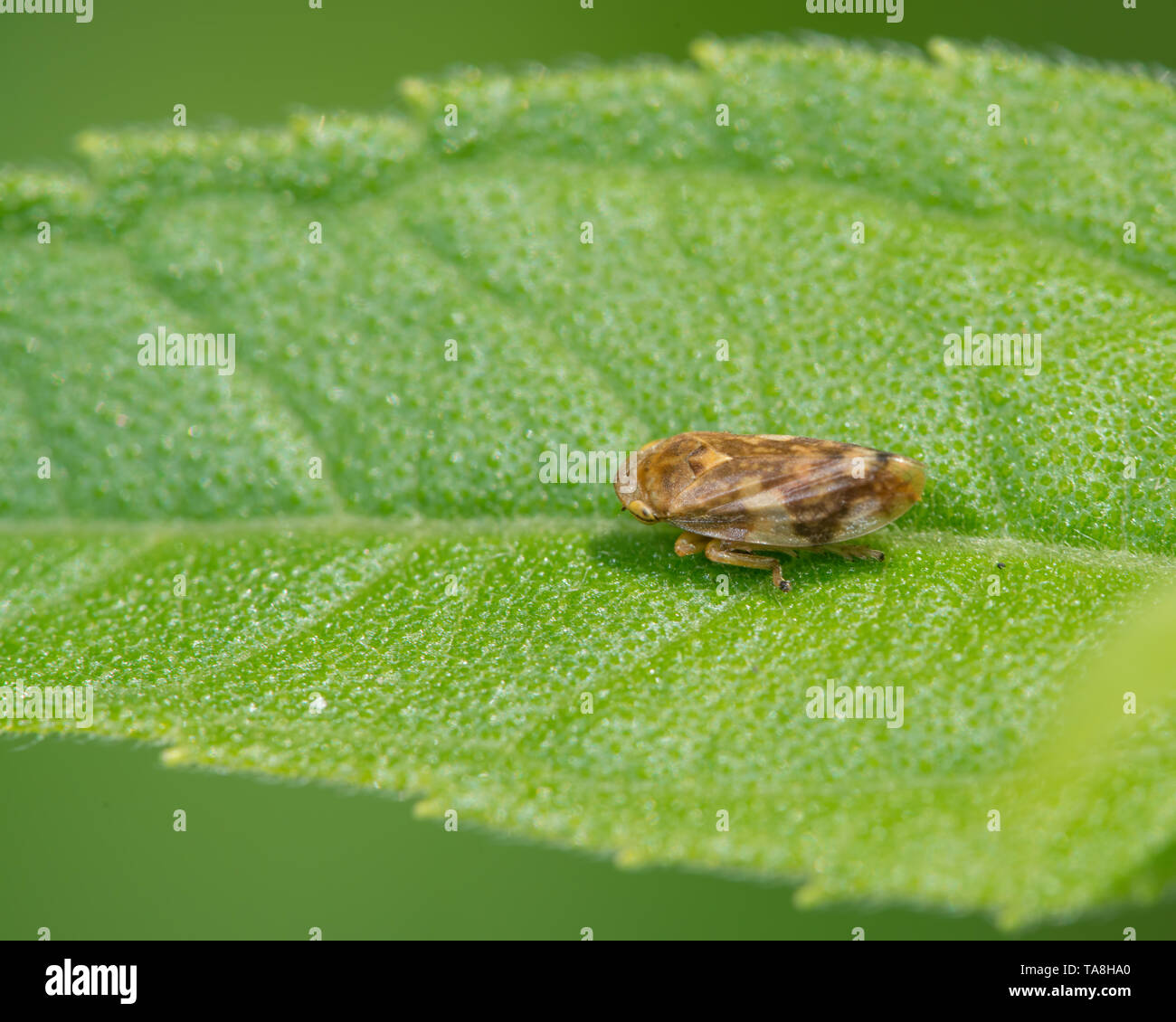 Spittle bug hi-res stock photography and images - Alamy