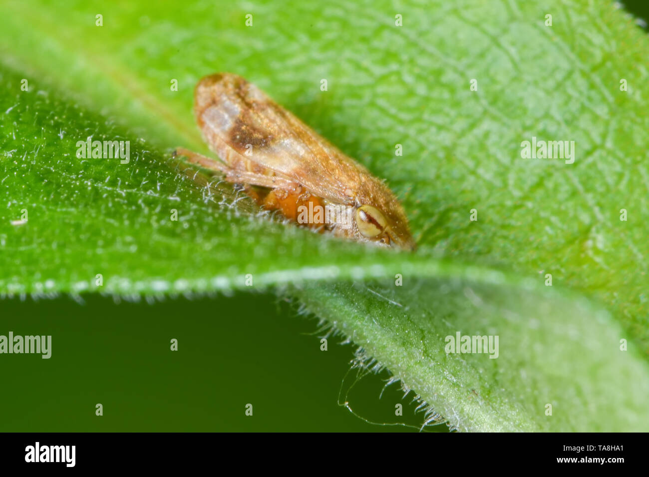 Spittle bug hi-res stock photography and images - Alamy