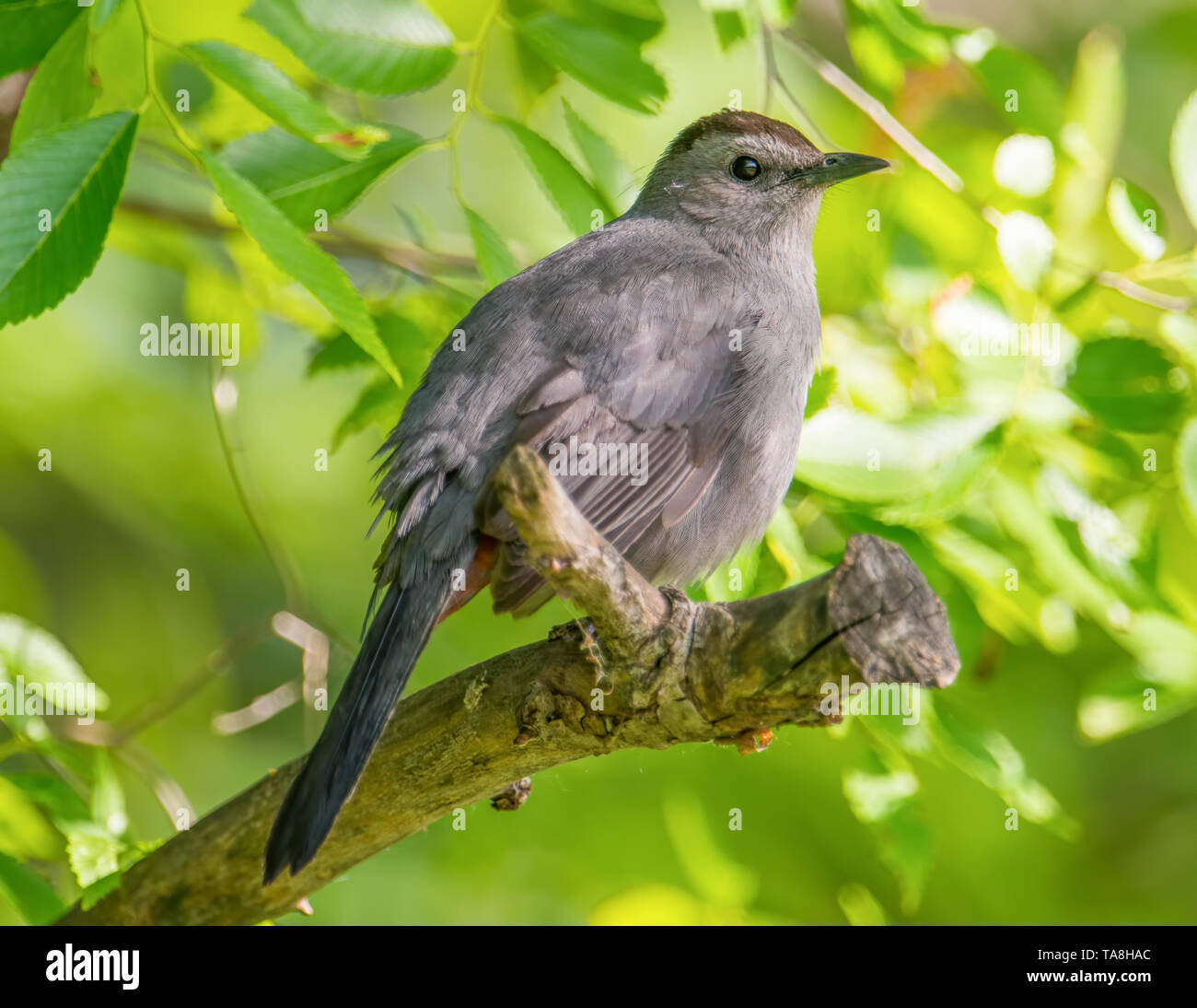 Gray catbird on a tree branch with a green bokeh background - taken at ...