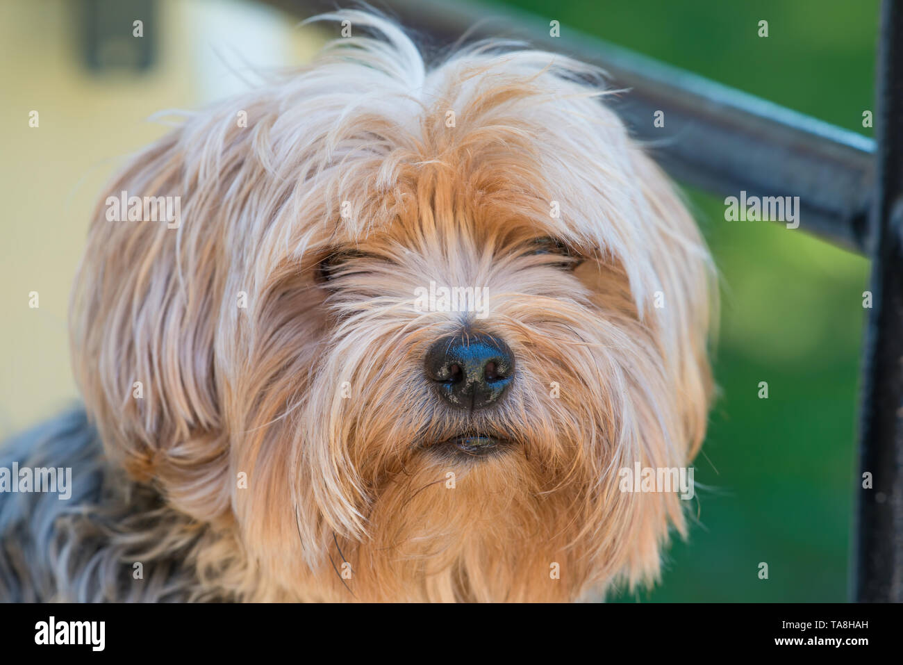Yorkshire terrier portrait - Pure breed Stock Photo - Alamy